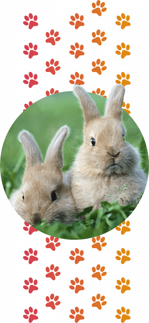 Rabbit Rescue North West | Rescuing and Rehoming Rabbits