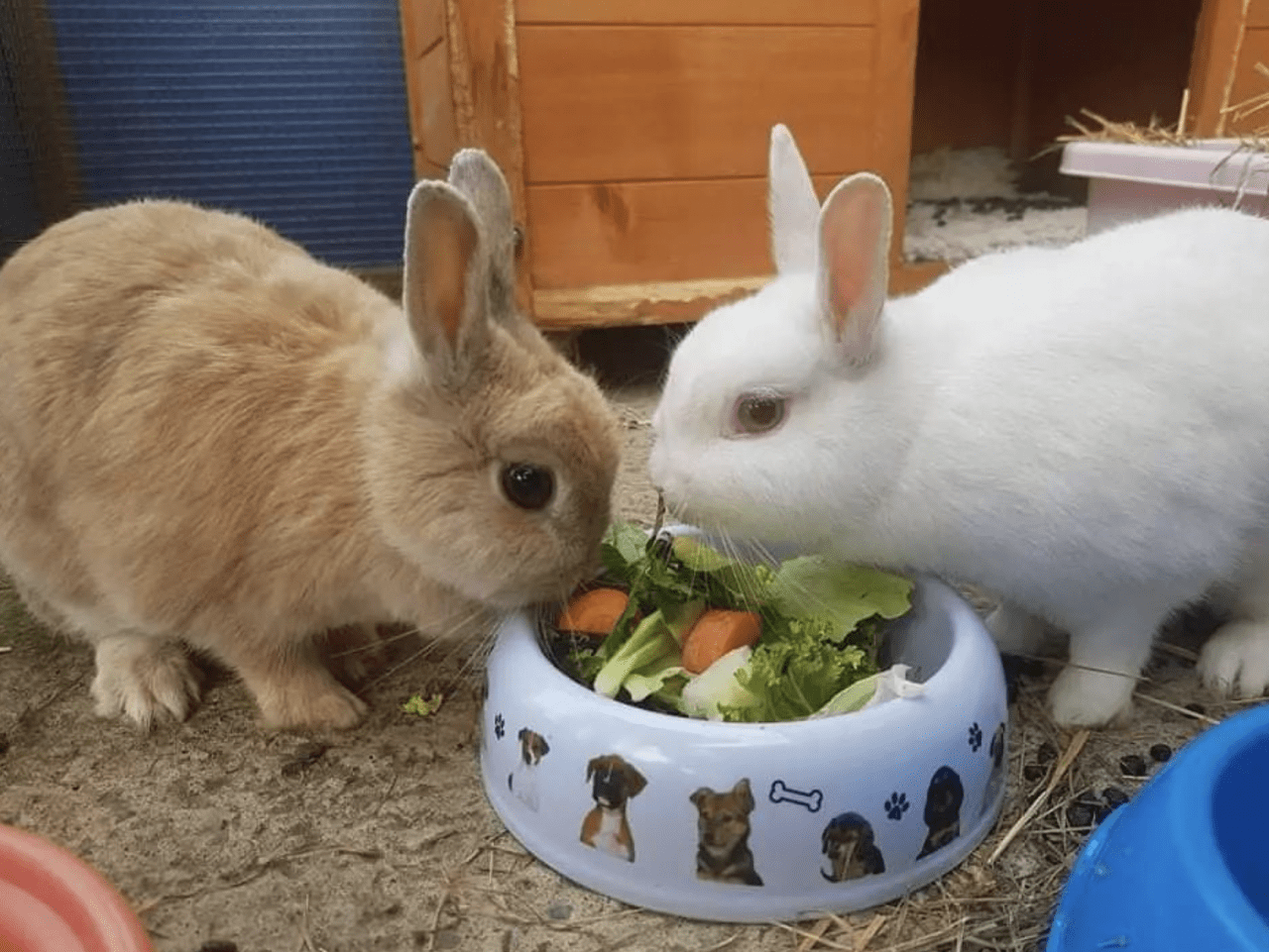 about us | Rabbit Rescue North West