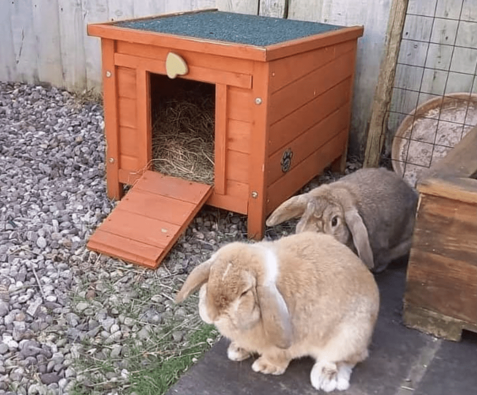 about us | Rabbit Rescue North West