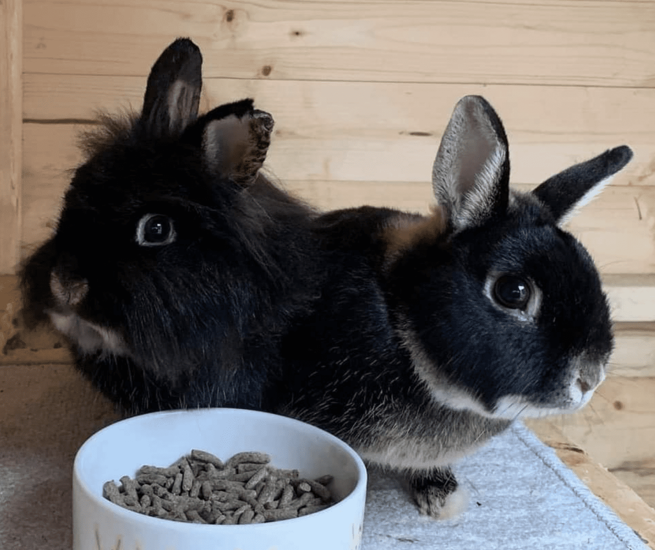 about us | Rabbit Rescue North West