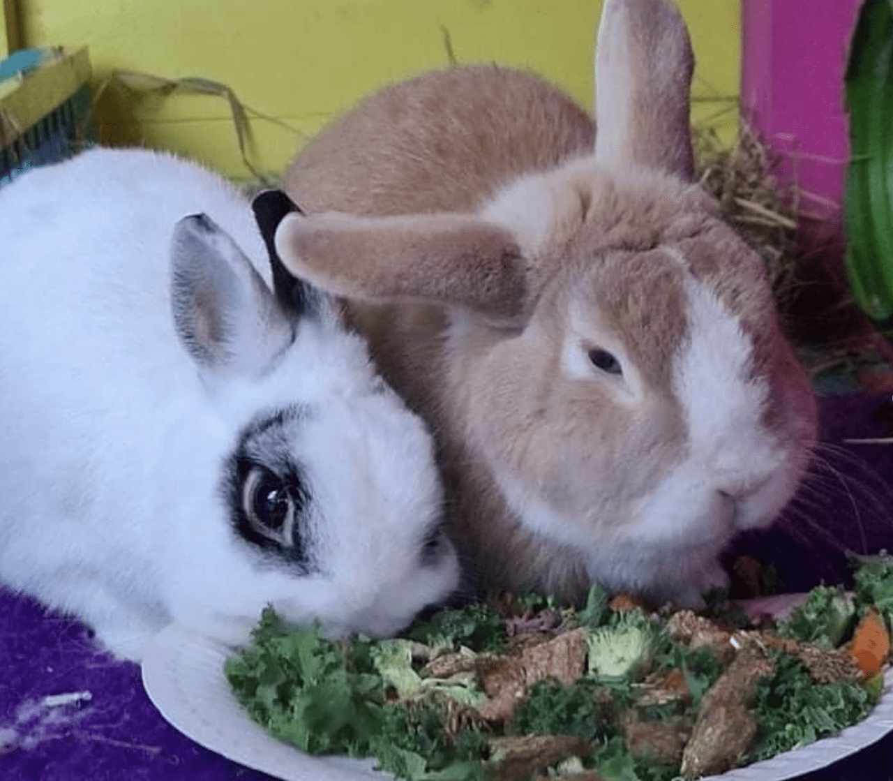adopt a bun | Rabbit Rescue North West