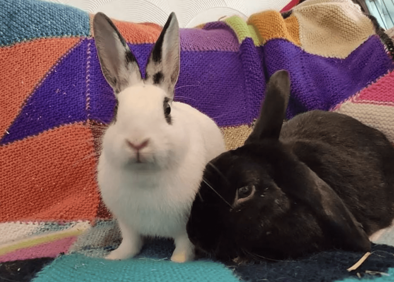 adopt a bun | Rabbit Rescue North West