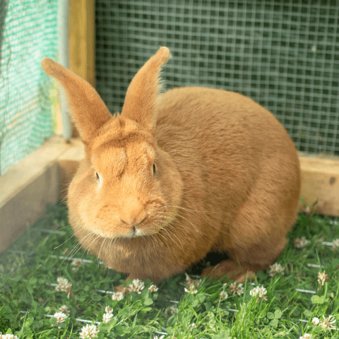 Rabbit Rescue North West | Rescuing and Rehoming Rabbits