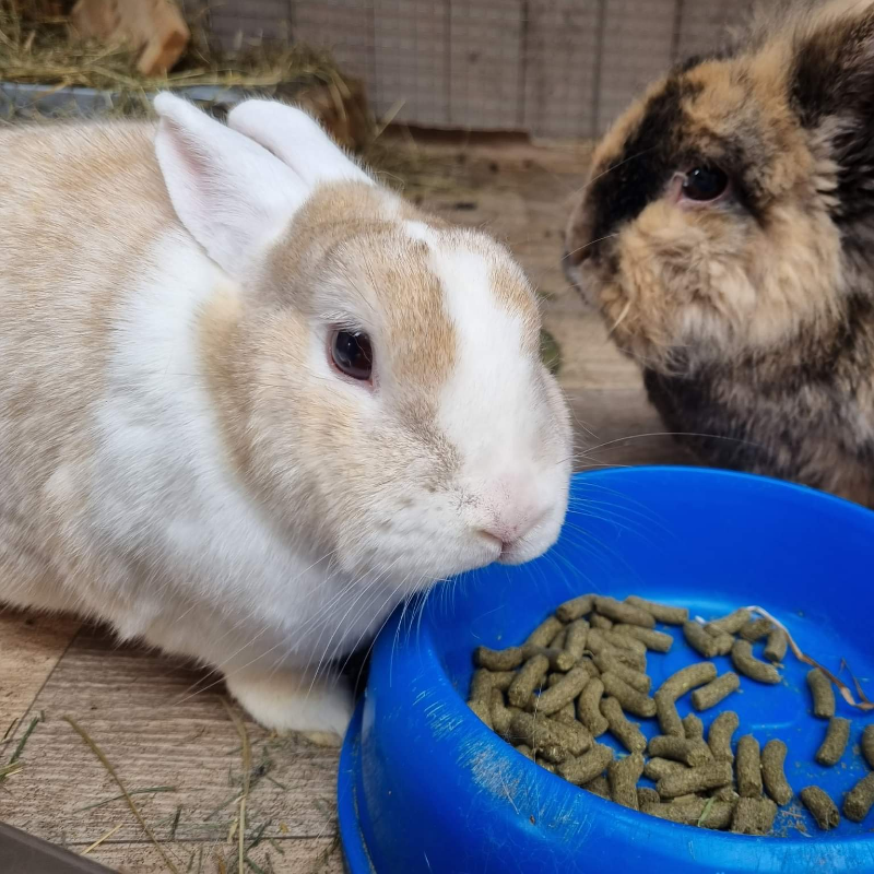 sponsor a rabbit | Rabbit Rescue North West