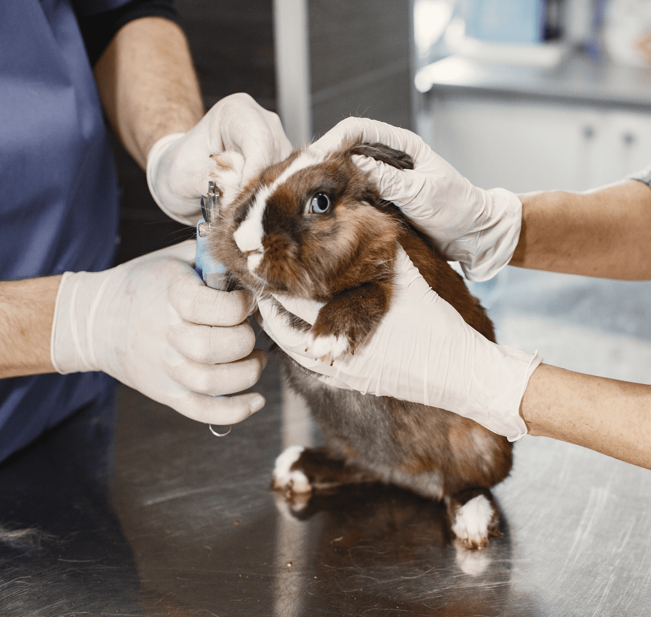 about us | Rabbit Rescue North West