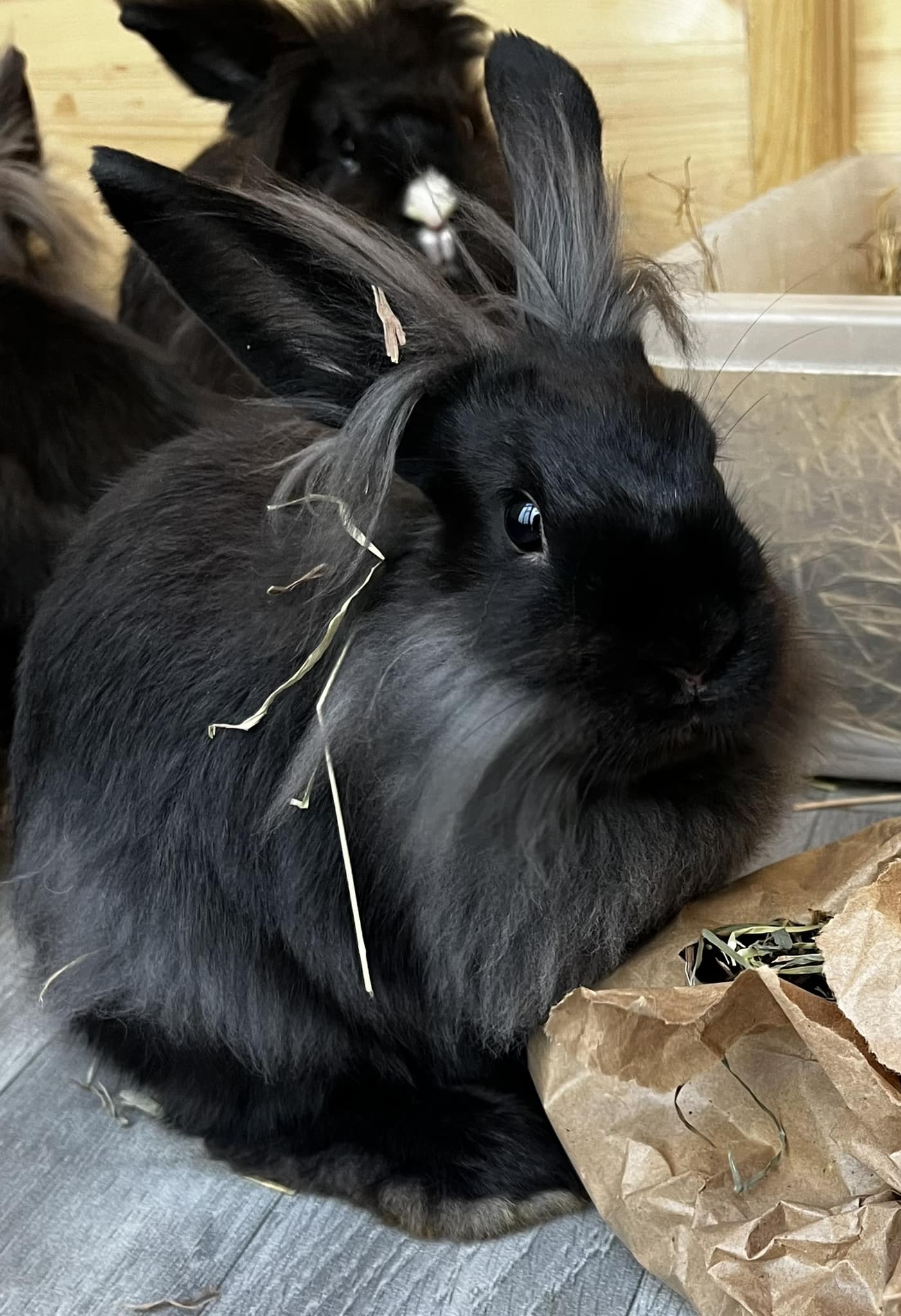 rabbits looking for a home | Rabbit Rescue North West