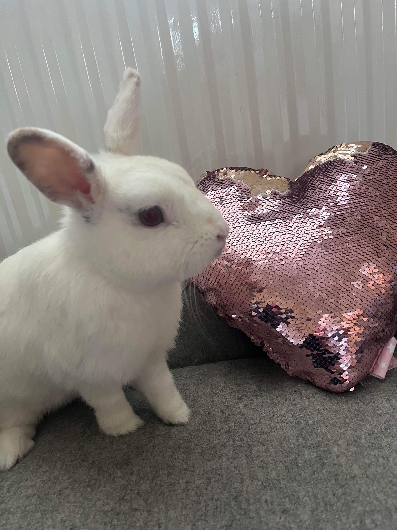 rabbits looking for a home | Rabbit Rescue North West