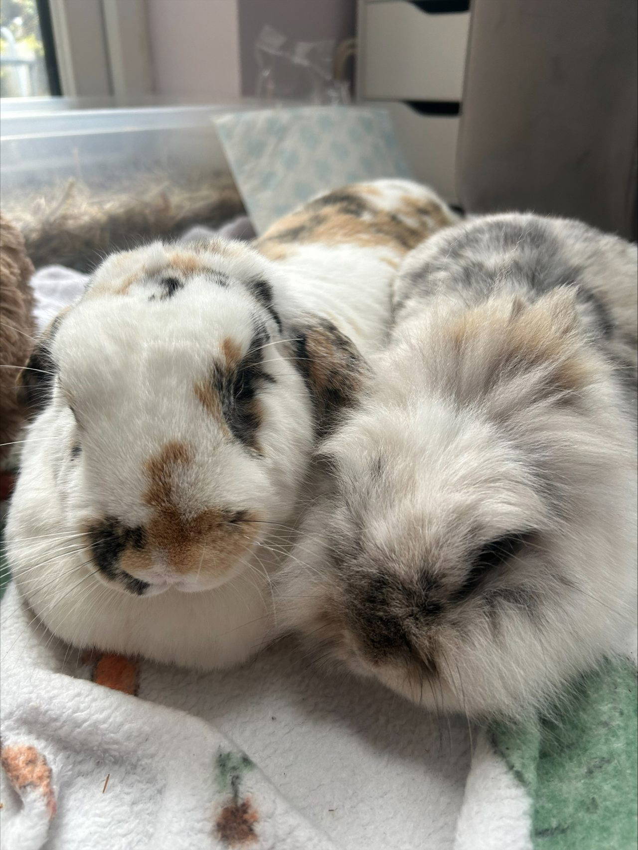 testimonials | Rabbit Rescue North West