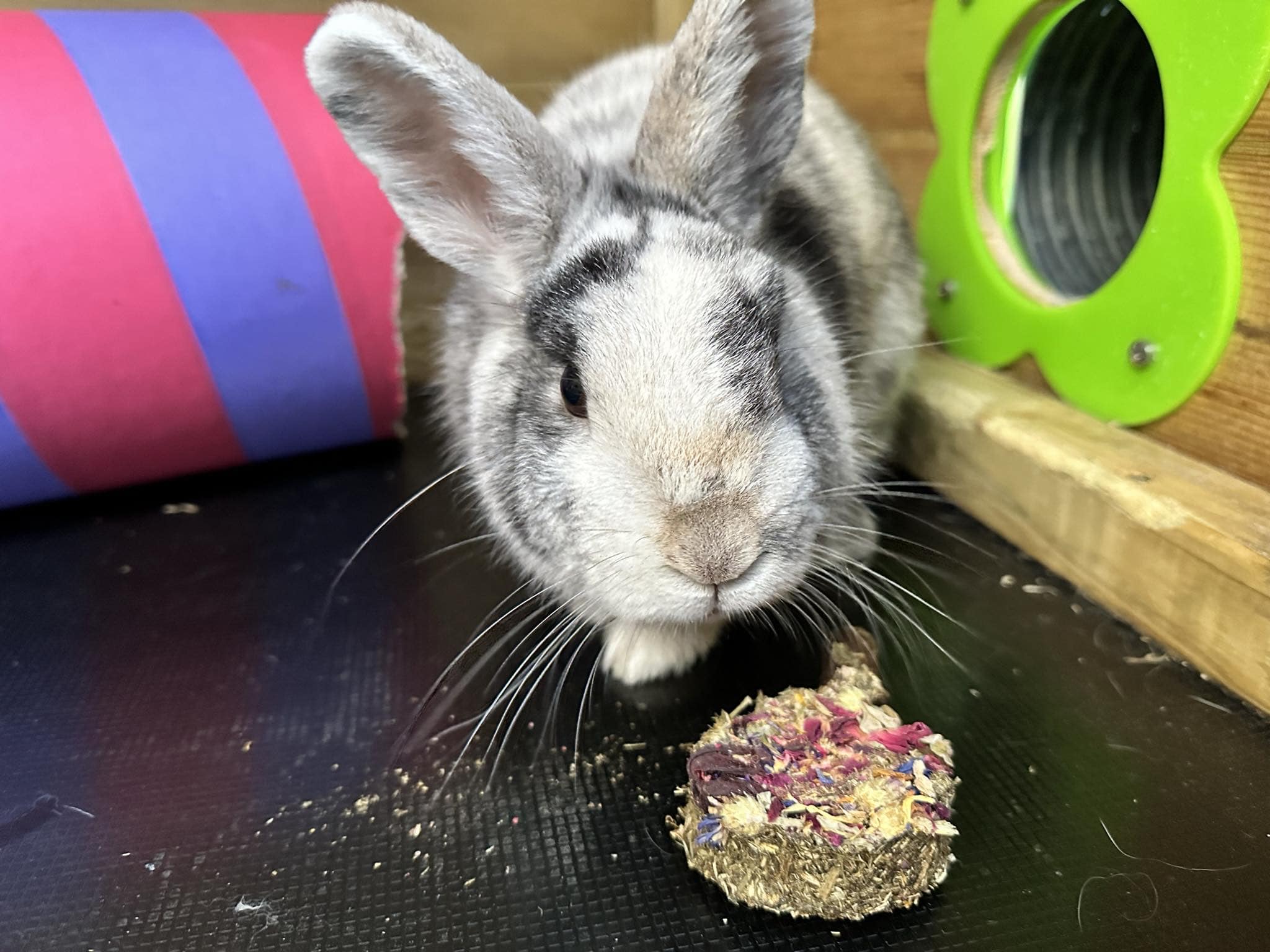 rabbits looking for a home | Rabbit Rescue North West