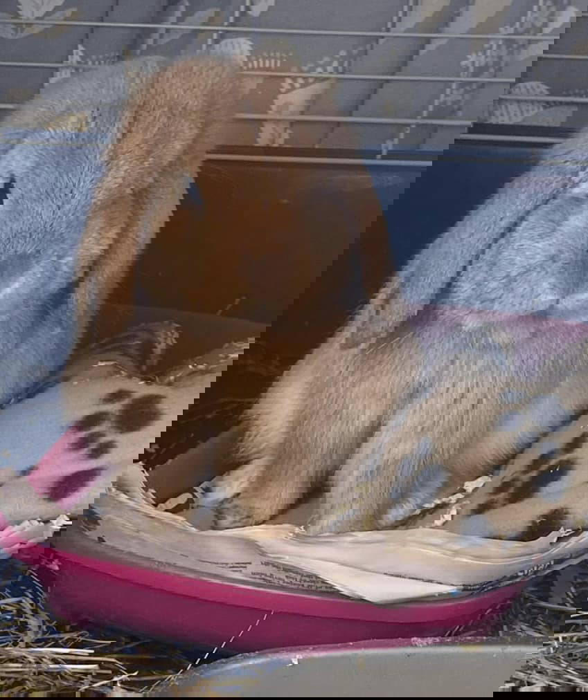 rabbits looking for a home | Rabbit Rescue North West