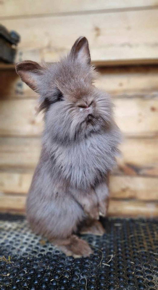 rabbits looking for a home | Rabbit Rescue North West