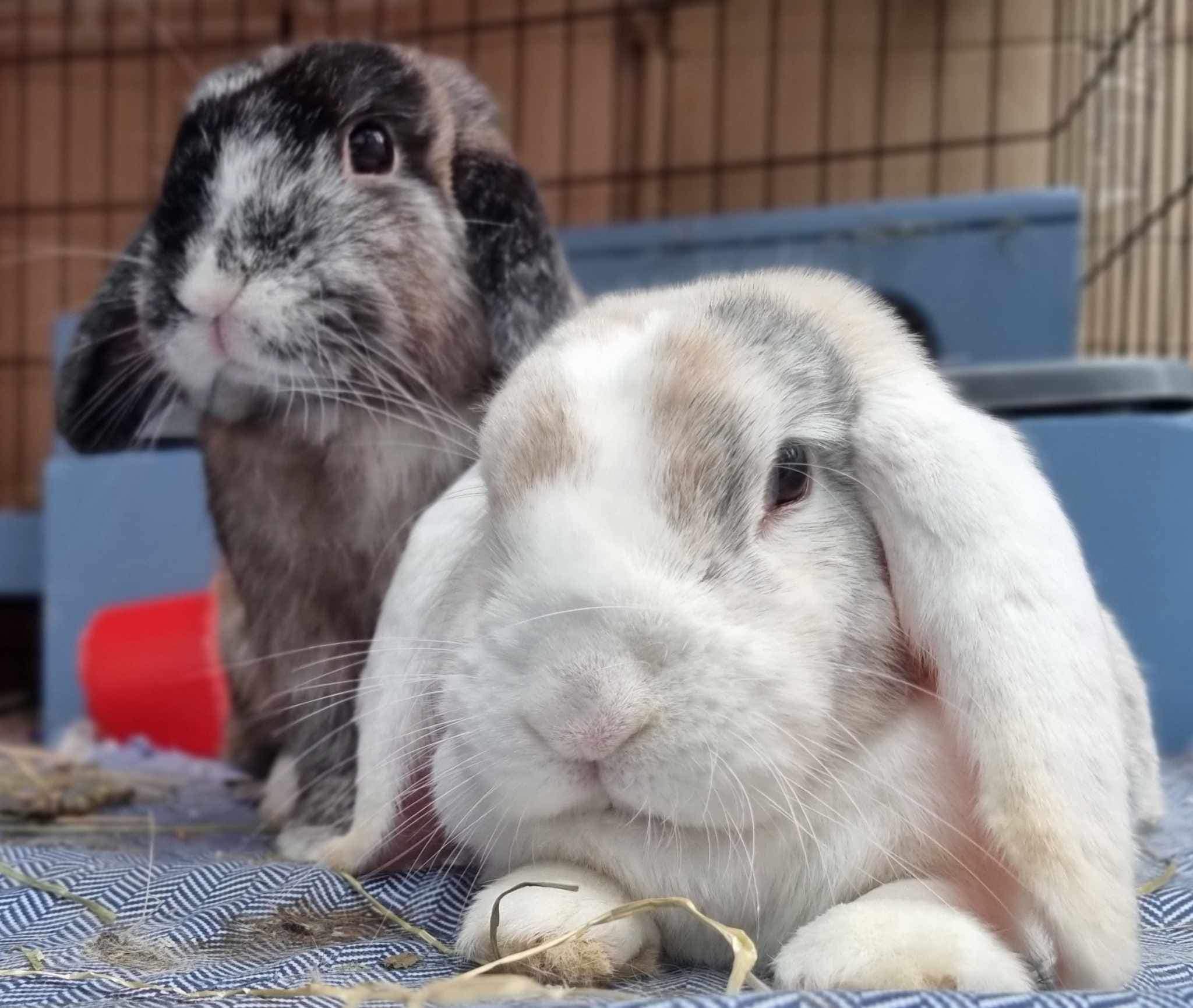rabbits looking for a home | Rabbit Rescue North West