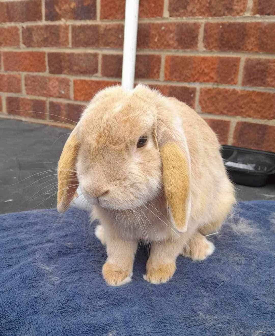 rabbits looking for a home | Rabbit Rescue North West