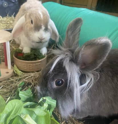 rabbits looking for a home | Rabbit Rescue North West