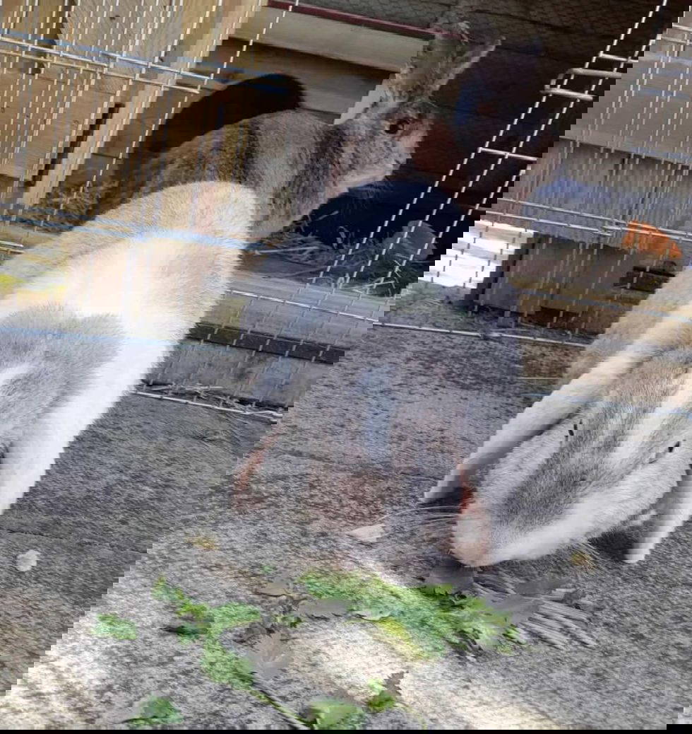 rabbits looking for a home | Rabbit Rescue North West