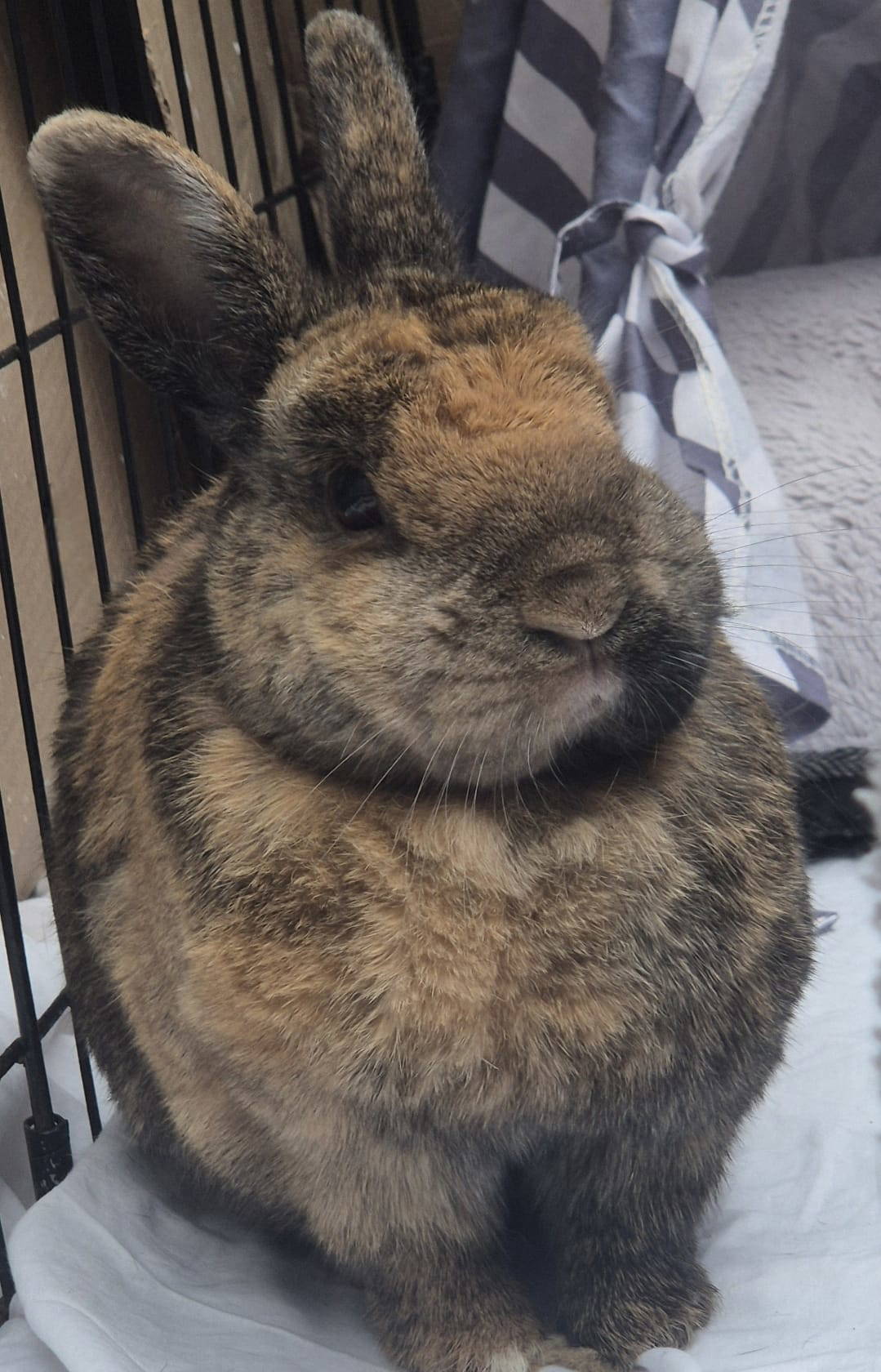 rabbits looking for a home | Rabbit Rescue North West