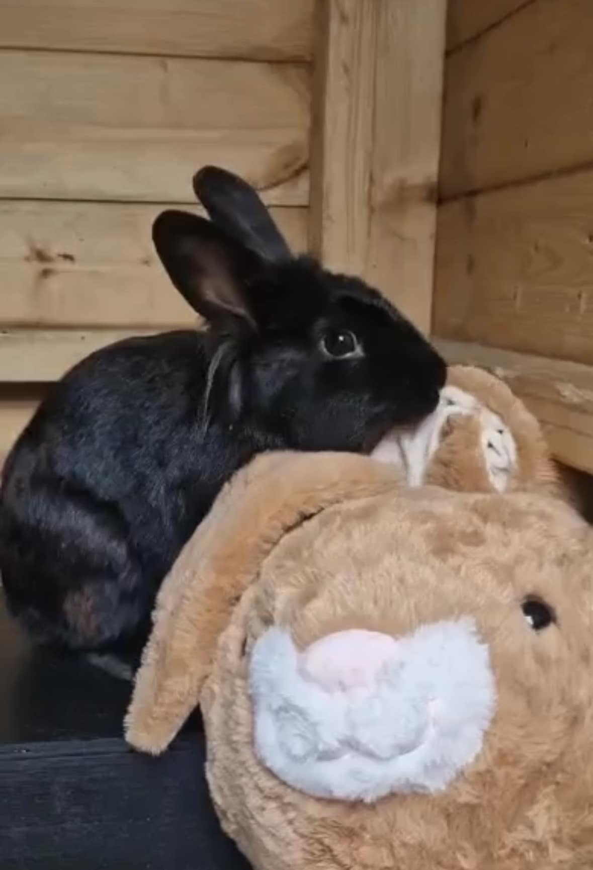 rabbits looking for a home | Rabbit Rescue North West