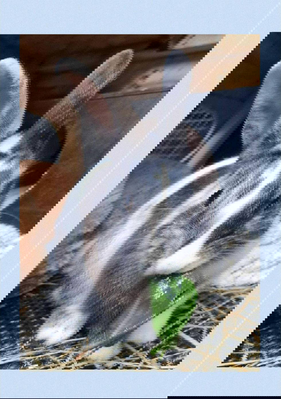 rabbits looking for a home | Rabbit Rescue North West