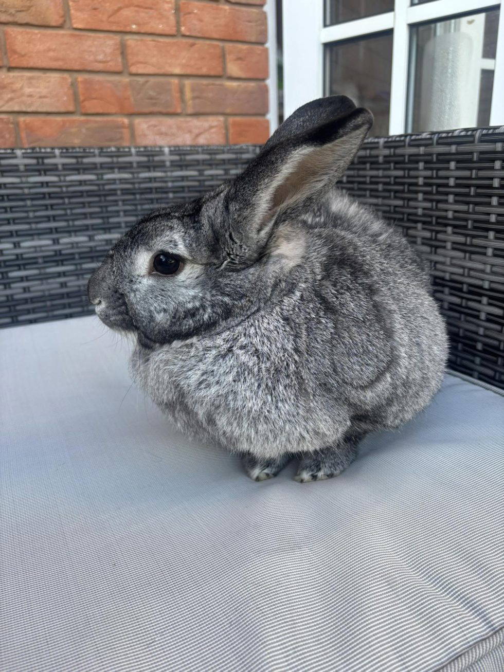 rabbits looking for a home | Rabbit Rescue North West